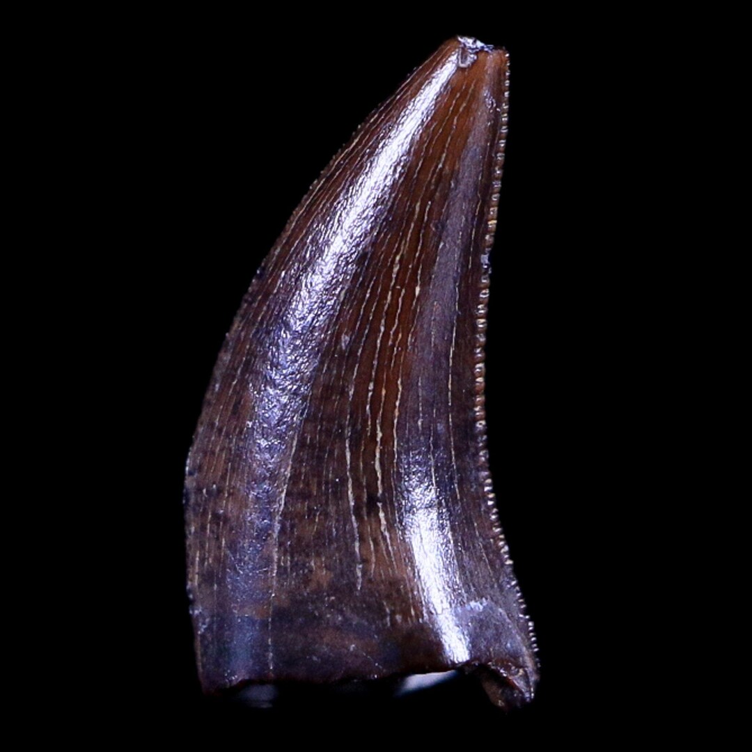 0.4 Dakota Raptor Serrated Tooth Fossil Raptor Hell Creek Formation ...