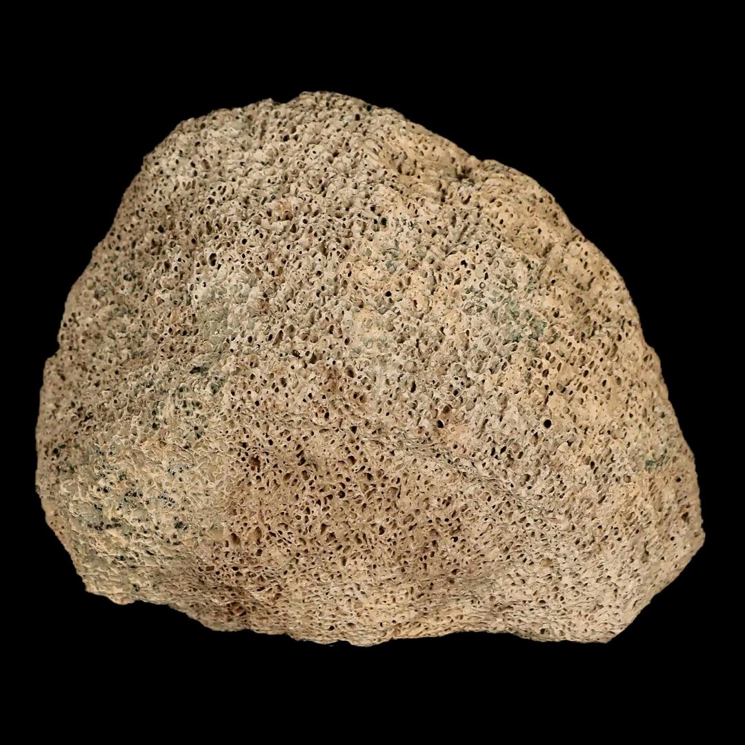 2.8" Lambeosaurus Fossil Rib Bone Judith River Formation Montana ...