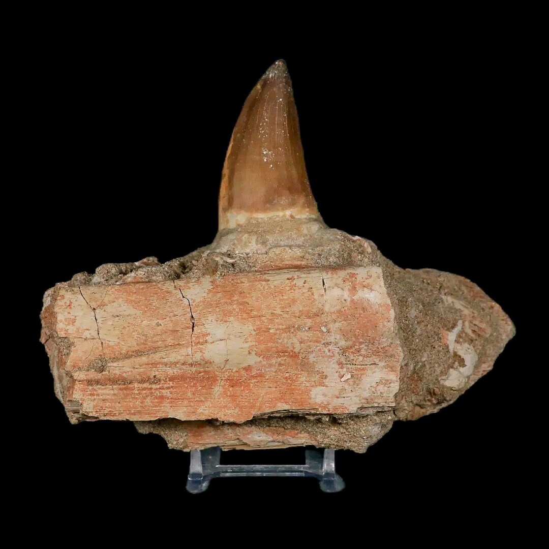 5.9 Mosasaur Prognathodon Fossil Jaw Tooth Oued Zem Morocco Cretaceous ...