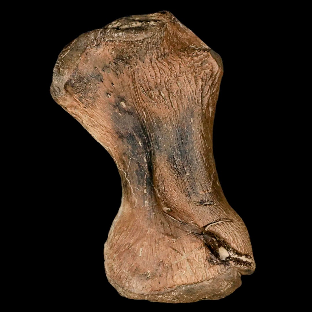 3.4" Toxochelys Sp Humerus Fossil Turtle Limb Bone Bite Marks ...