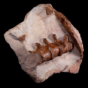 13" Polycotylid Plesiosaur Jaw and Vertebrae Fossil in Situ Cretaceous ...