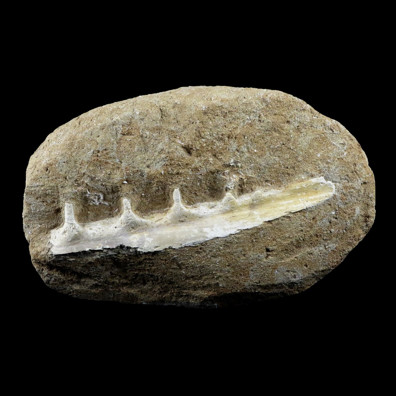 XL Saber Toothed Herring Fossil Fish Jaw Fang Teeth in Matrix - Etsy