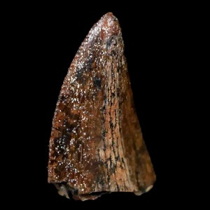0.9" Majungasaurus Serrated Fossil Tooth Cretaceous Dinosaur Madagascar ...
