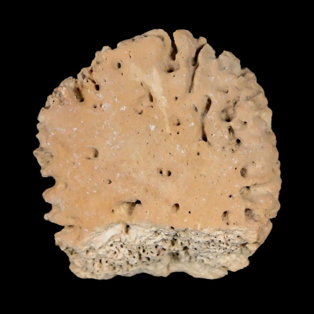 1.4" Glyptodon Fossil Osteoderm Scute Plate Bony Armor Pleistocene Age ...