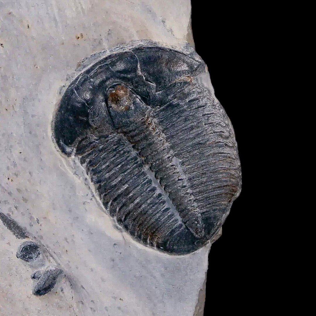 1 Elrathia Kingi Trilobite Fossil Utah Cambrian Age 521 Million Years ...