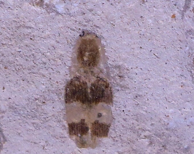 0.4 Detailed Fossil Coleoptera Insect Green River Formation Uintah ...