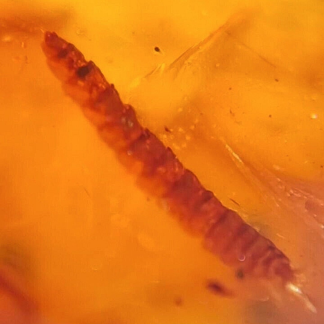 Burmese Insect Amber Diplopoda Millipede Burmite Fossil Cretaceous ...
