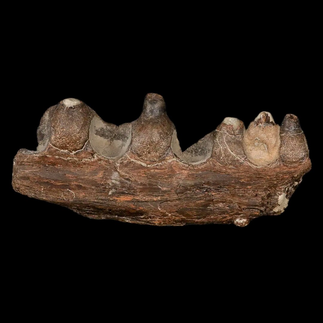 3" Pachyrhizodus Sp Fossil Fish Jaw Teeth Cretaceous Dinosaur Era Ozan ...