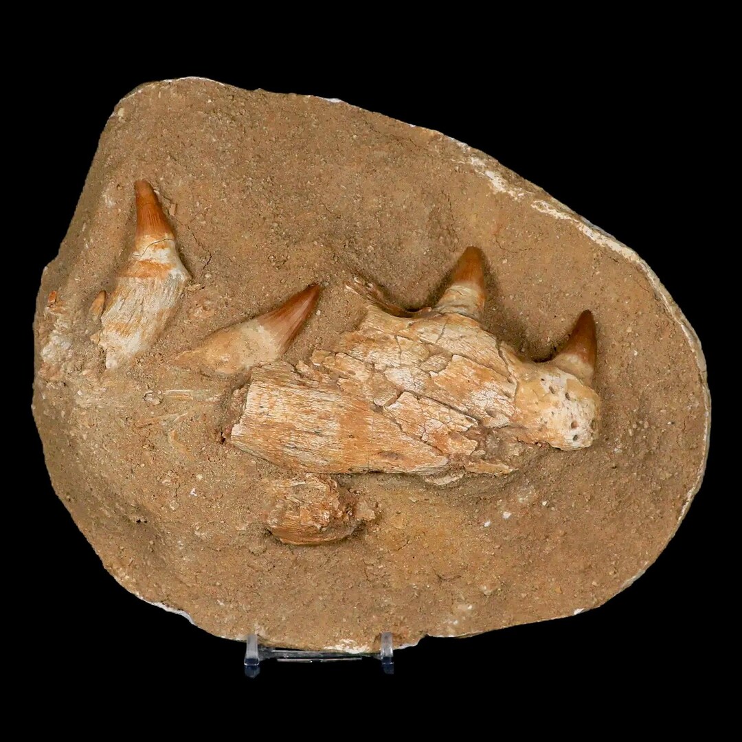 8.2 Halisaurus Mosasaur Fossil Jaw Teeth in Matrix Cretaceous Dinosaur ...