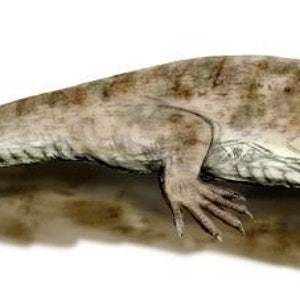 Captorhinus Aguti Foot Fossil Permian Age Reptile 299 Mil Years Old ...