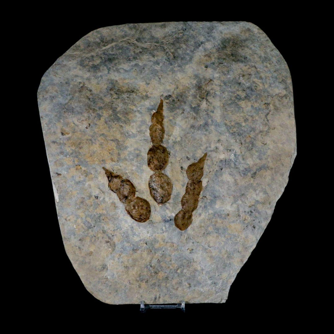 5.1" Grallator Variabilis Dinosaurs Tracks Foot Prints Jurassic Age ...