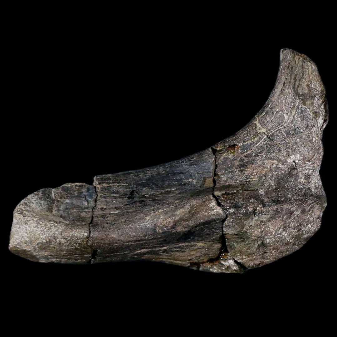 5.1" Hypacrosaurus Dinosaur Fossil Rib Bone Two Medicine Formation ...