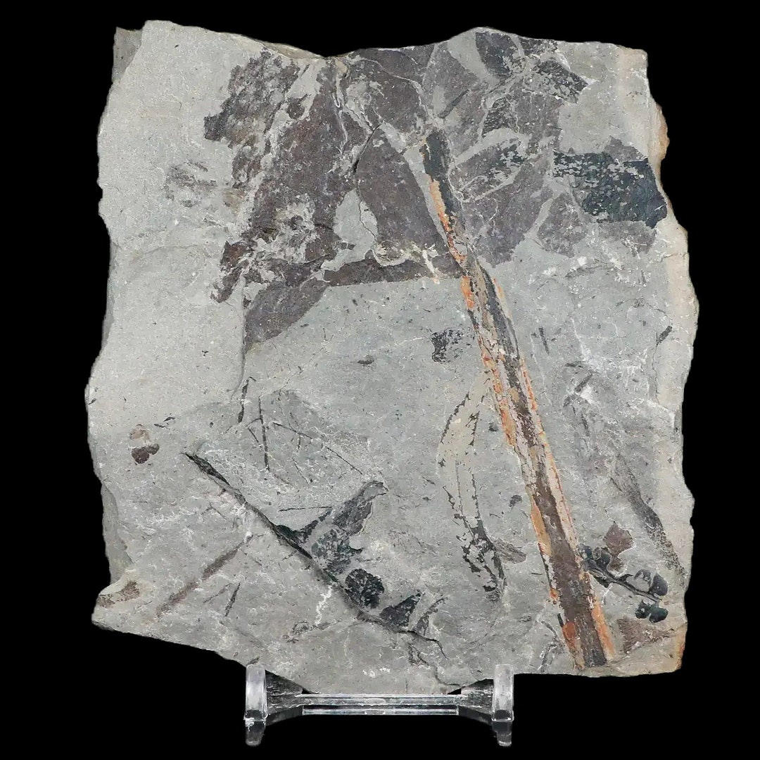 Calamites Stem Section Plant Leafs Fossil Carboniferous Age Breathitt ...