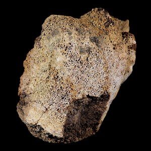 6.5" Torosaurus Bone Marrow Fossil Lance Creek Formation Cretaceous ...