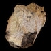6.5" Torosaurus Bone Marrow Fossil Lance Creek Formation Cretaceous ...