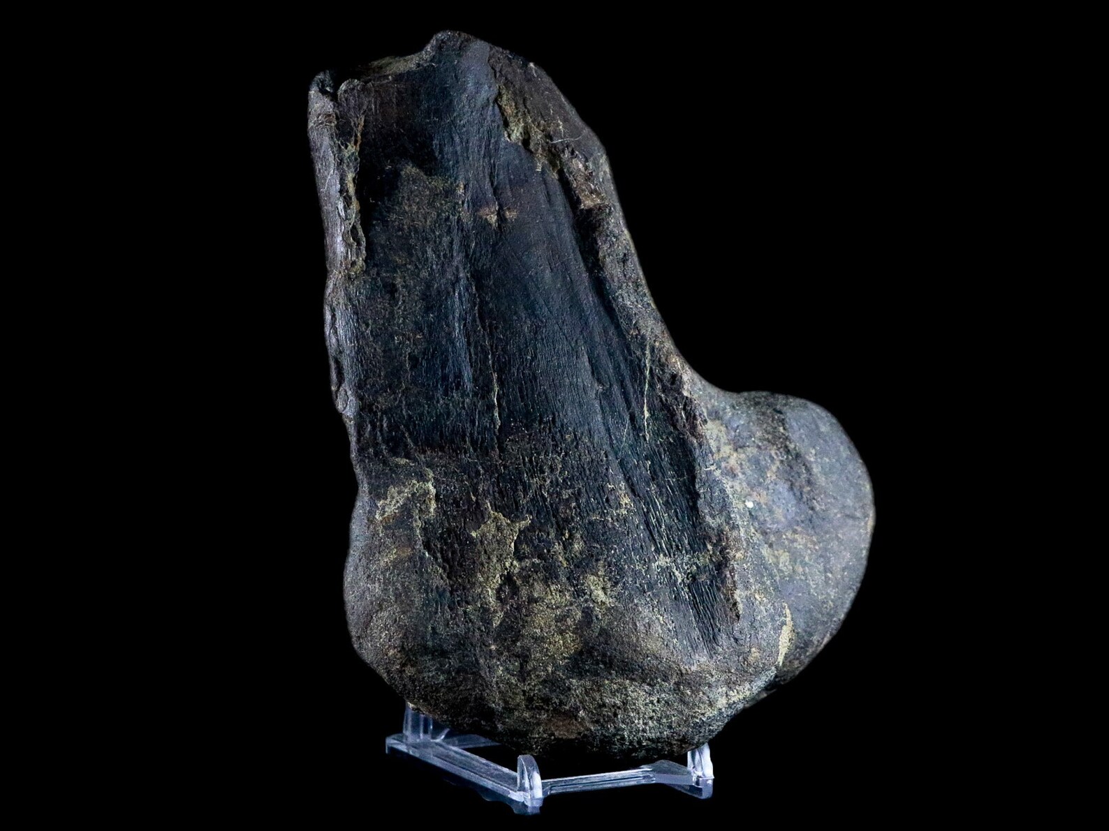 7 Hypacrosaurus Dinosaur Fossil Femur Bone Two Medicine - Etsy