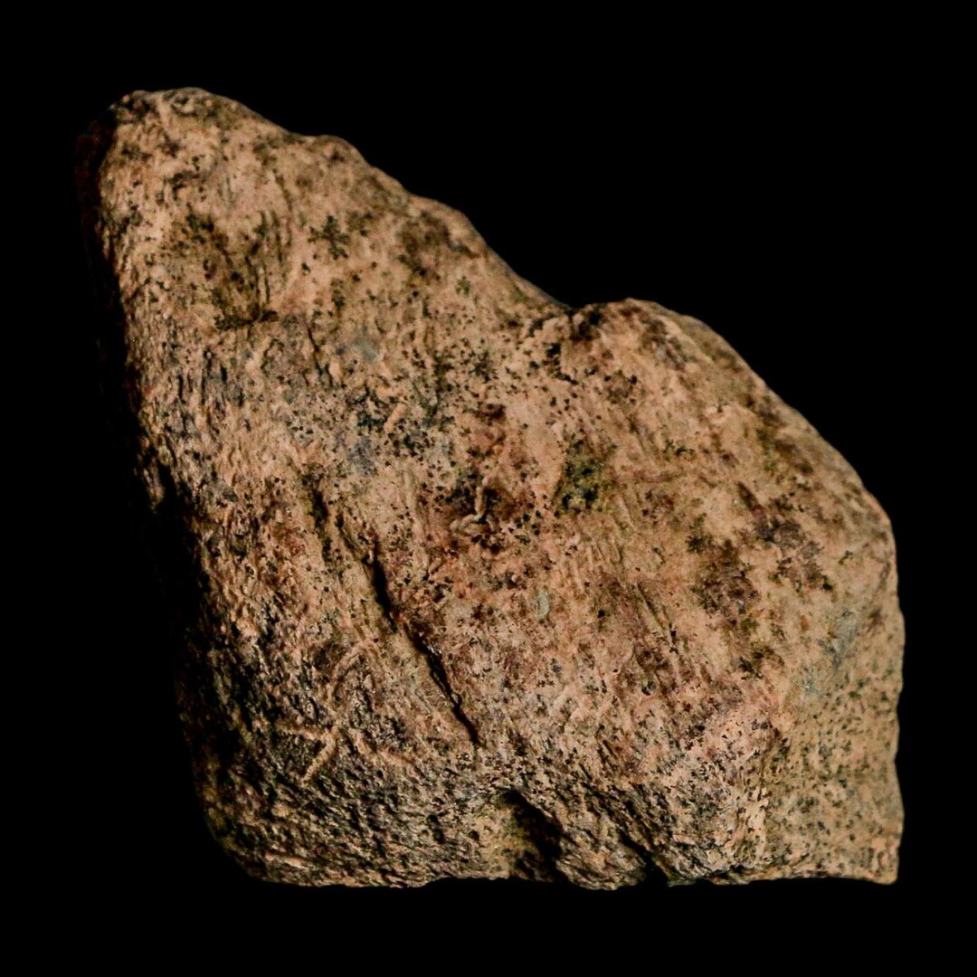 2" Triceratops Fossil Skull Spike Bone Lance Creek Formation Cretaceous ...