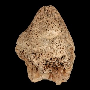 3.4 Glyptodon Fossil Osteoderm Spike Scute Plate Bony Armor Pleistocene ...