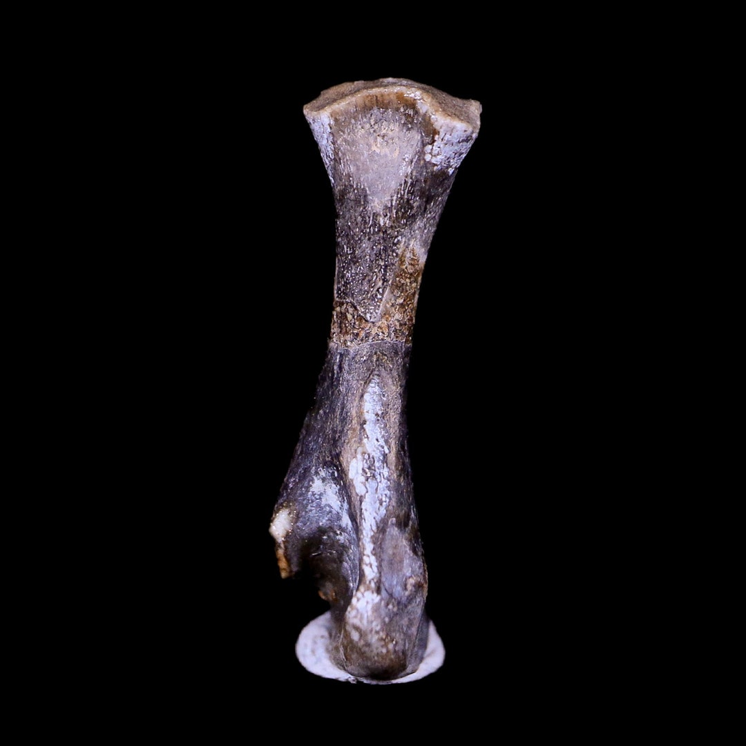 Captorhinus Aguti Fossil Femur Bone Permian Age Reptile 299 Mil Years ...