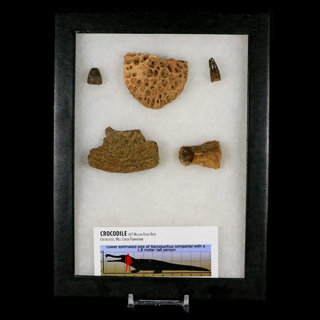 Crocodile Scute Armor Dermal Plates Teeth, Fossil Bones Dinosaur Age ...