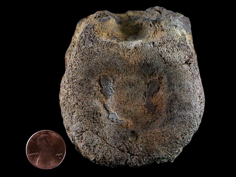 3.1 Edmontosaurus Dinosaur Fossil Tail Caudal Vertebrae - Etsy