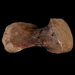 3.7 Brachylophosaurus Fossil Sacrum Vertebrae Process Cretaceous ...