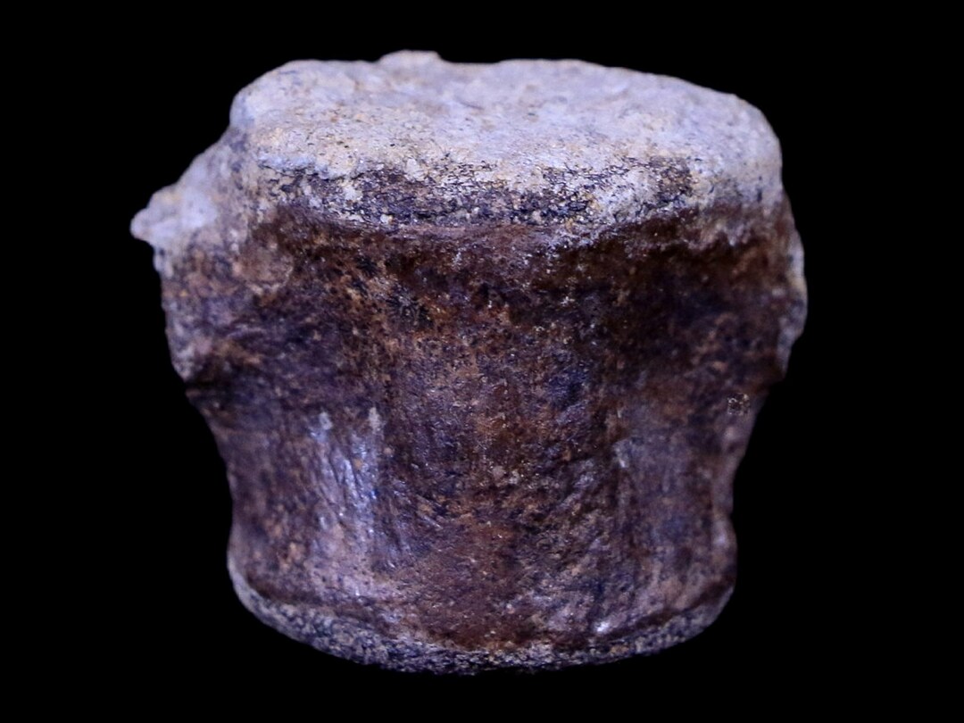 1 Champsosaurus Gigas Reptile Vertebrae Cretaceous Hell Creek Formation ...