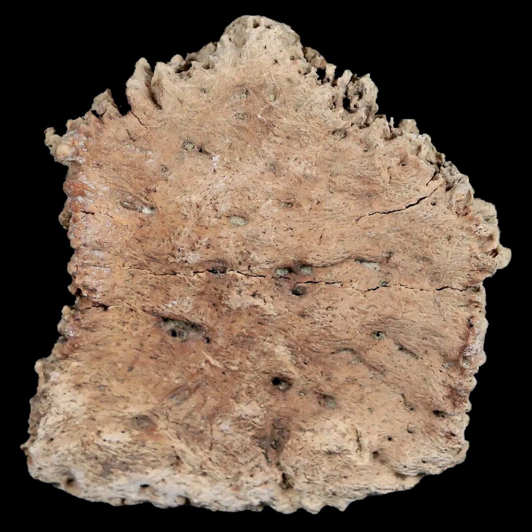 2.1 Glyptodon Fossil Osteoderm Scute Plate Bony Armor Pliocene Age ...