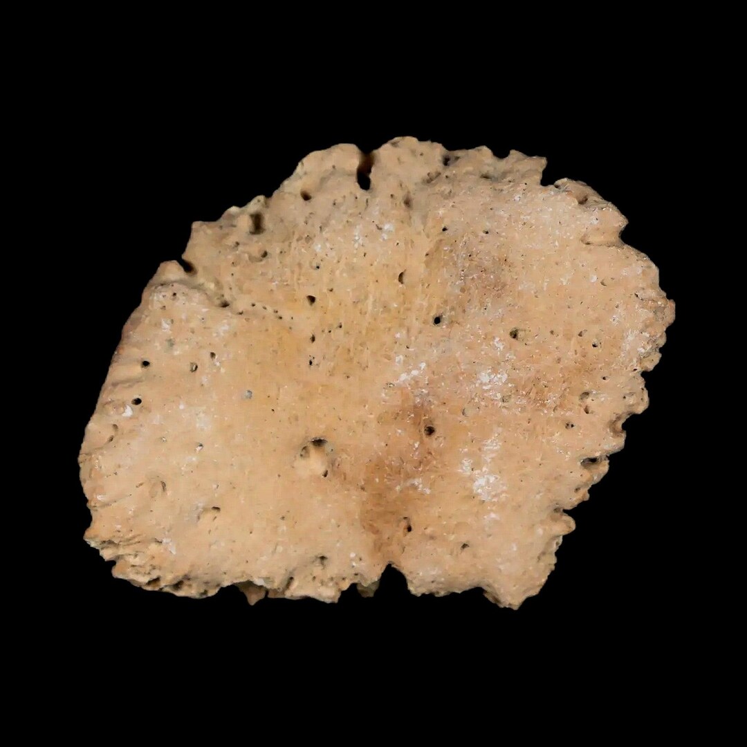 1.9" Glyptodon Fossil Osteoderm Scute Plate Bony Armor Pleistocene Age ...
