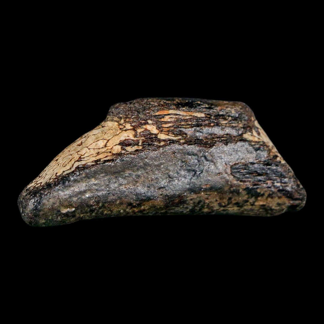 1.9" Mosasaur Fossil Rib Section Cretaceous Dinosaur Era Texas Ozan ...
