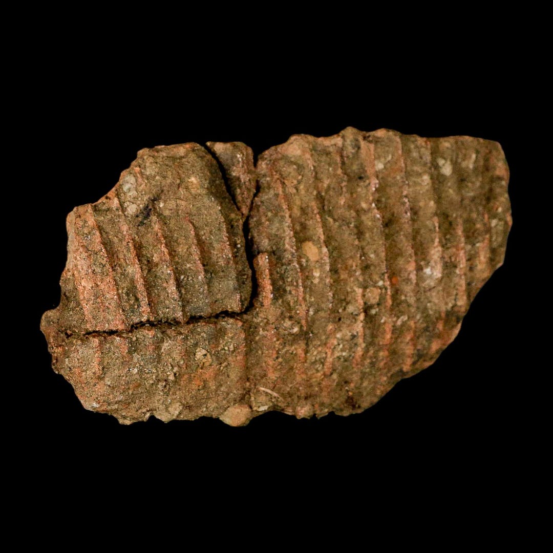 5.1" Brachylophosaurus Fossil Jaw Maxilla Cretaceous Dinosaur Judith ...