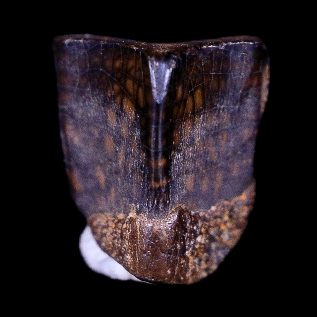 0.4 Lambeosaurus Fossil Tooth Judith River Formation Montana Cretaceous ...