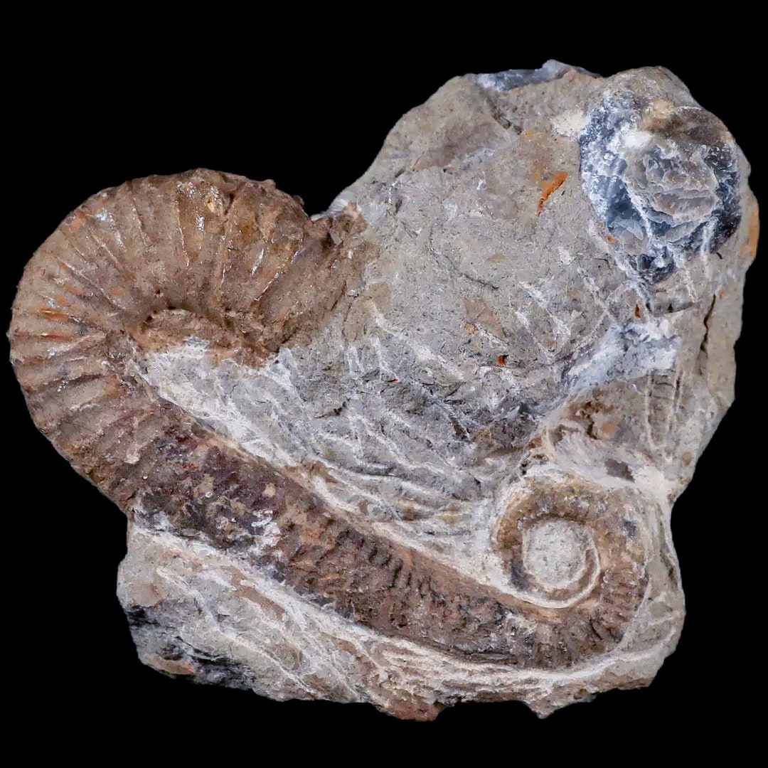 3 Heteromorph Rarest of Fossil Ammonites Barremain Age Morocco ...