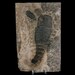 Sea SCORPION MIXOPTERUS Kiaeri -PMFP10- Specimen From Norway. Lower ...