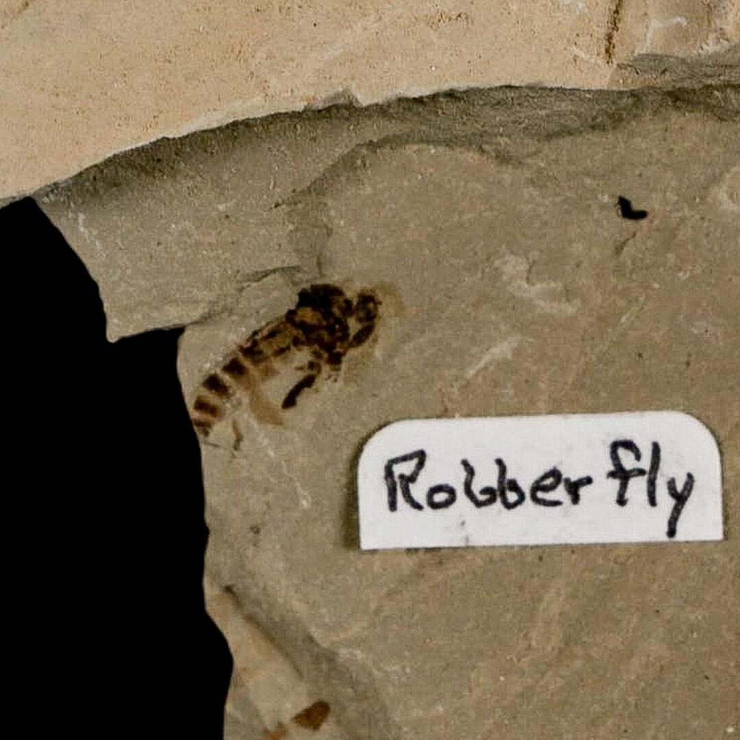 0.4" Fossil Robber Fly Insect Green River FM Uintah County Utah Eocene ...