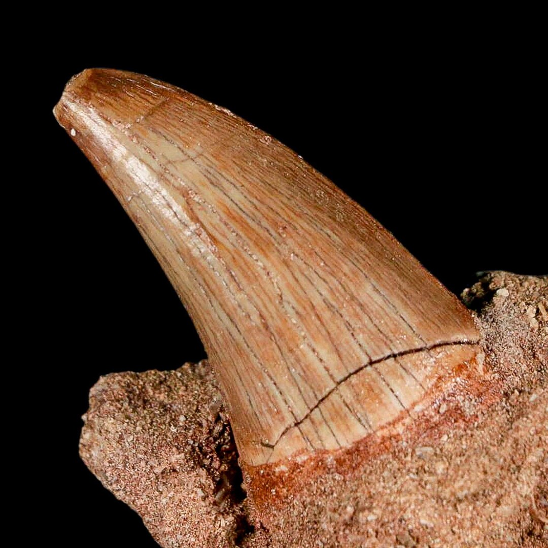 1.7" Tylosaurus Mosasaur Fossil Tooth in Matrix Upper Cretaceous ...