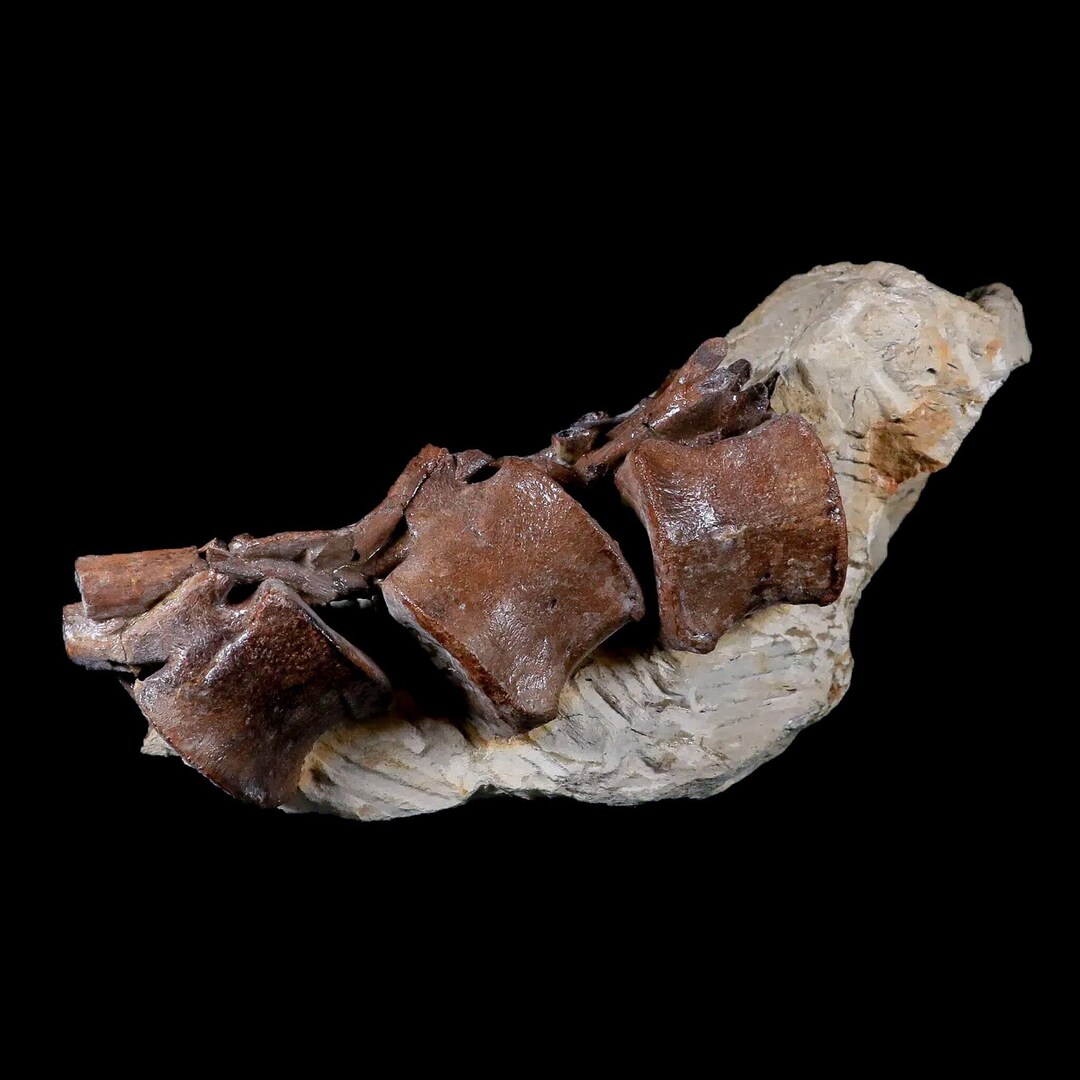 5" Corythosaurus Dinosaur Fossil Tail Vertebrae Bones and Tendons in ...