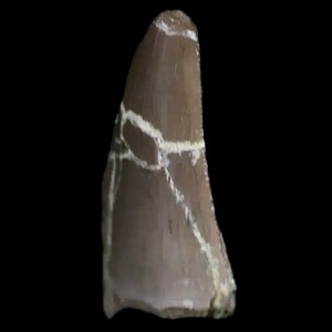 0.6" Postosuchus Rauisuchid Archosaur Fossil Tooth Chinle Formation ...