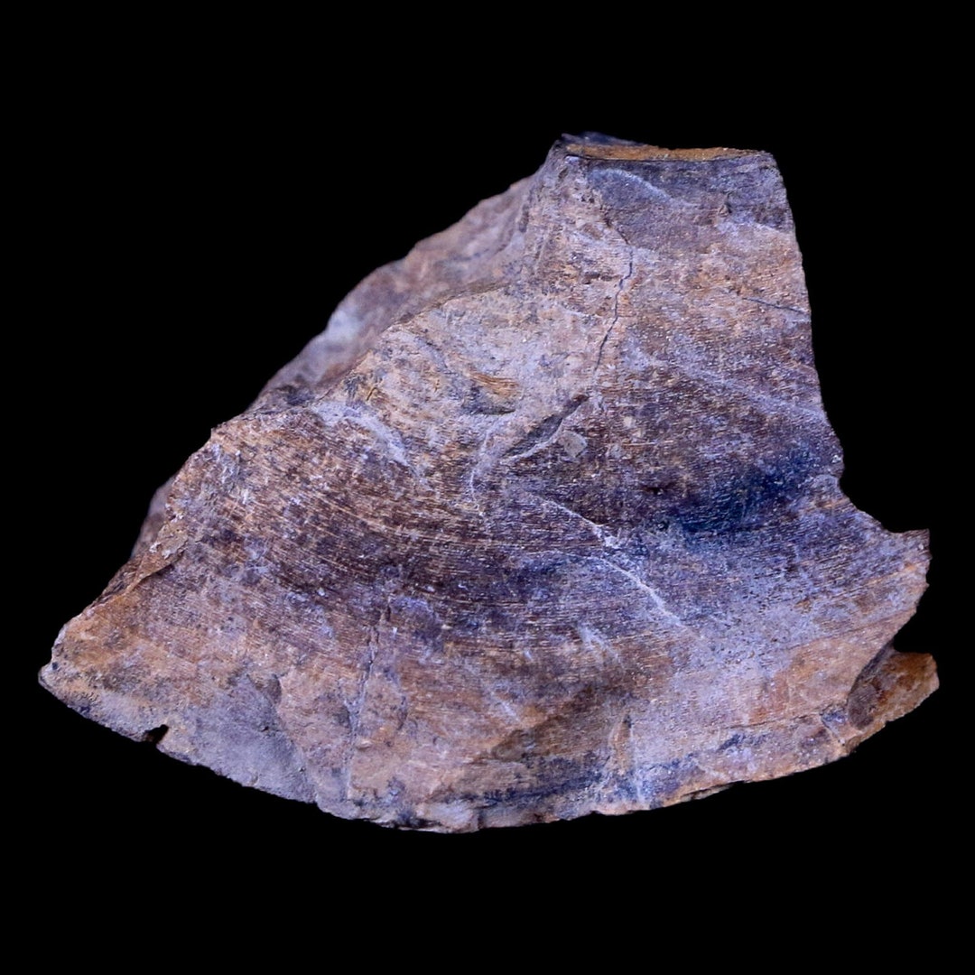 1.6 Gryposaurus Fossil Bone Growth Rings Duck-billed Dinosaur Judith ...