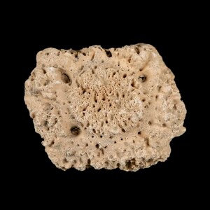 1.6" Glyptodon Fossil Osteoderm Scute Plate Bony Armor Pleistocene Age ...