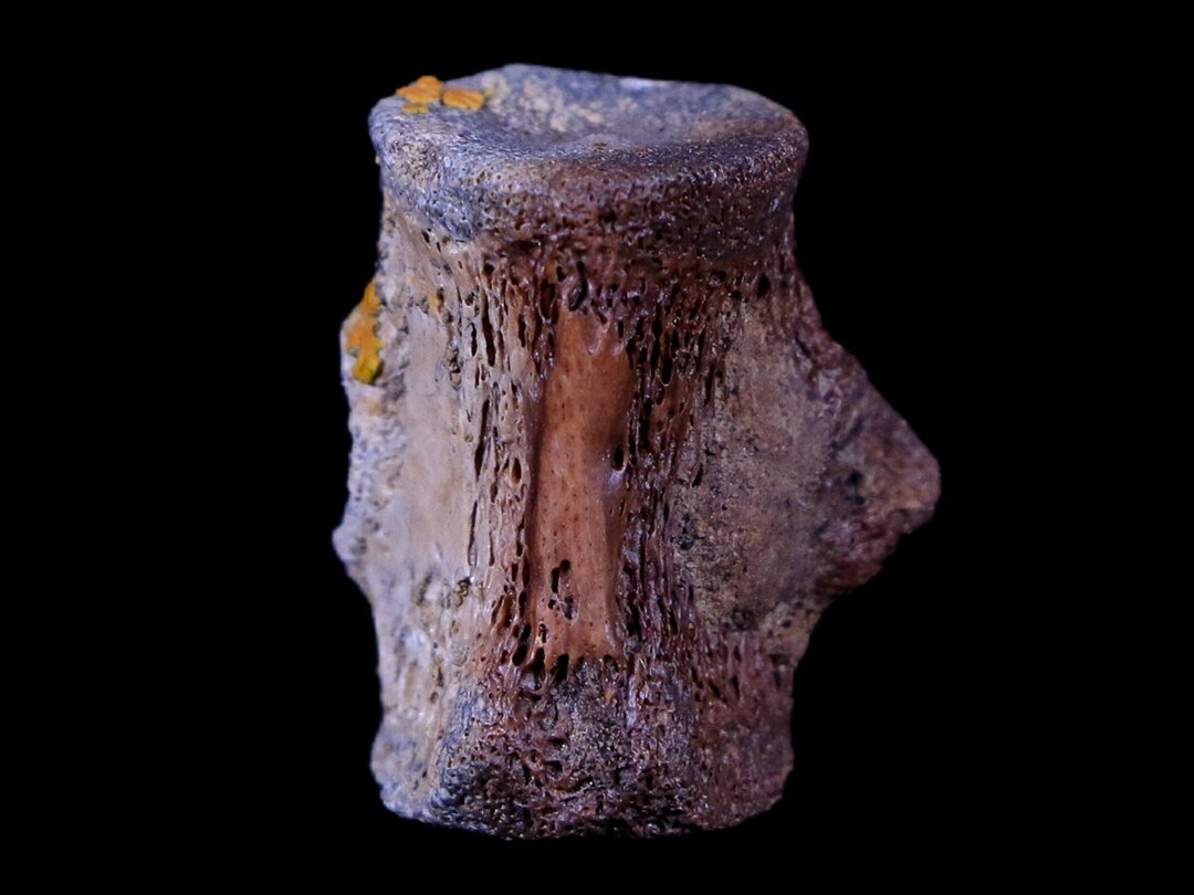 0.8" Champsosaurus Gigas Reptile Vertebrae Cretaceous Hell Creek ...