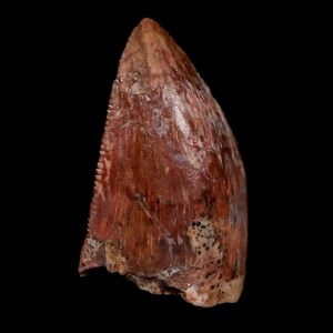0.7 Phytosaur Fossil Tooth Triassic Age Archosaur Redonda Formation New ...