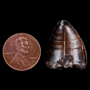 XL 1" Phytosaur Fossil Tooth Triassic Age Archosaur Redonda Formation ...