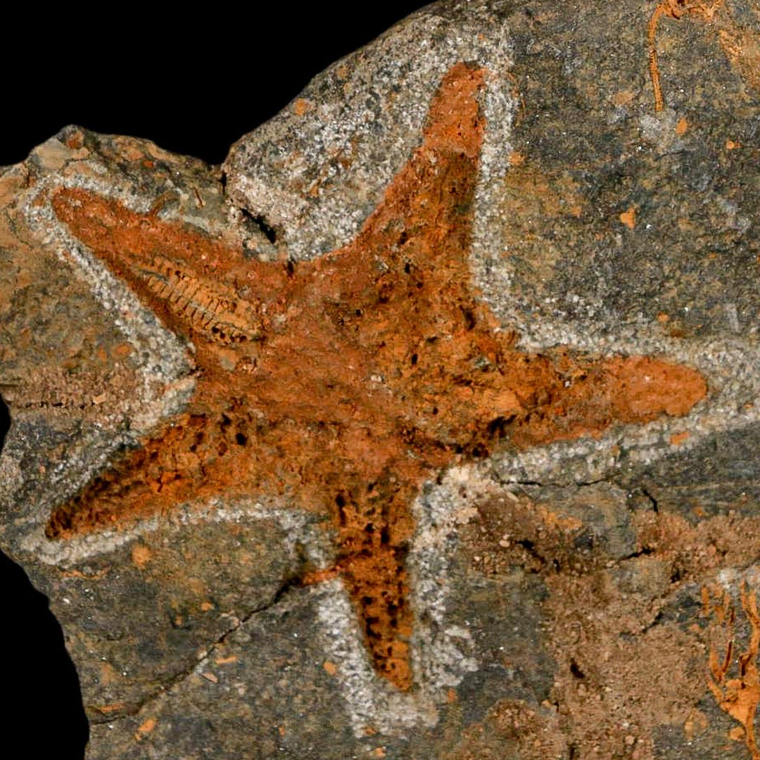 59MM Brittle Star Petraster Starfish Fossil Ordovician Age Blekus ...