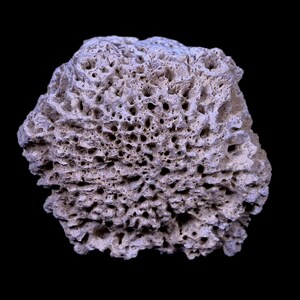 1.8" Glyptodon Fossil Osteoderm Scute Plate Bony Armor 1.1 Ounces ...