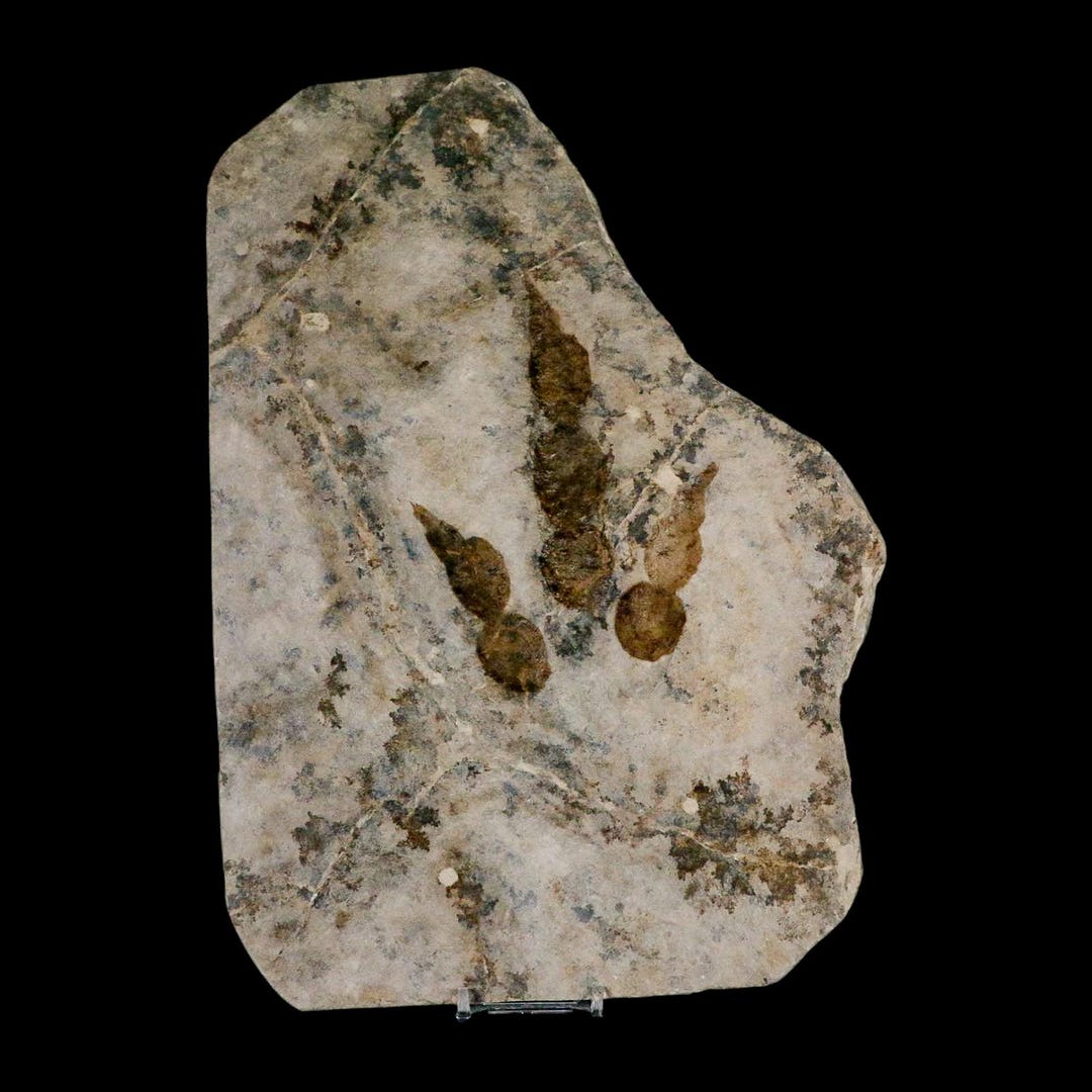 5.2" Grallator Variabilis Dinosaurs Tracks Foot Prints Jurassic Age ...