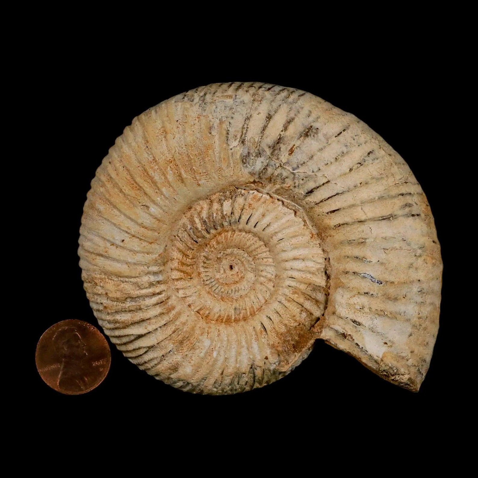 87MM Perisphinctes Ammonite Fossil Nautilus Madagascar Jurassic Age ...