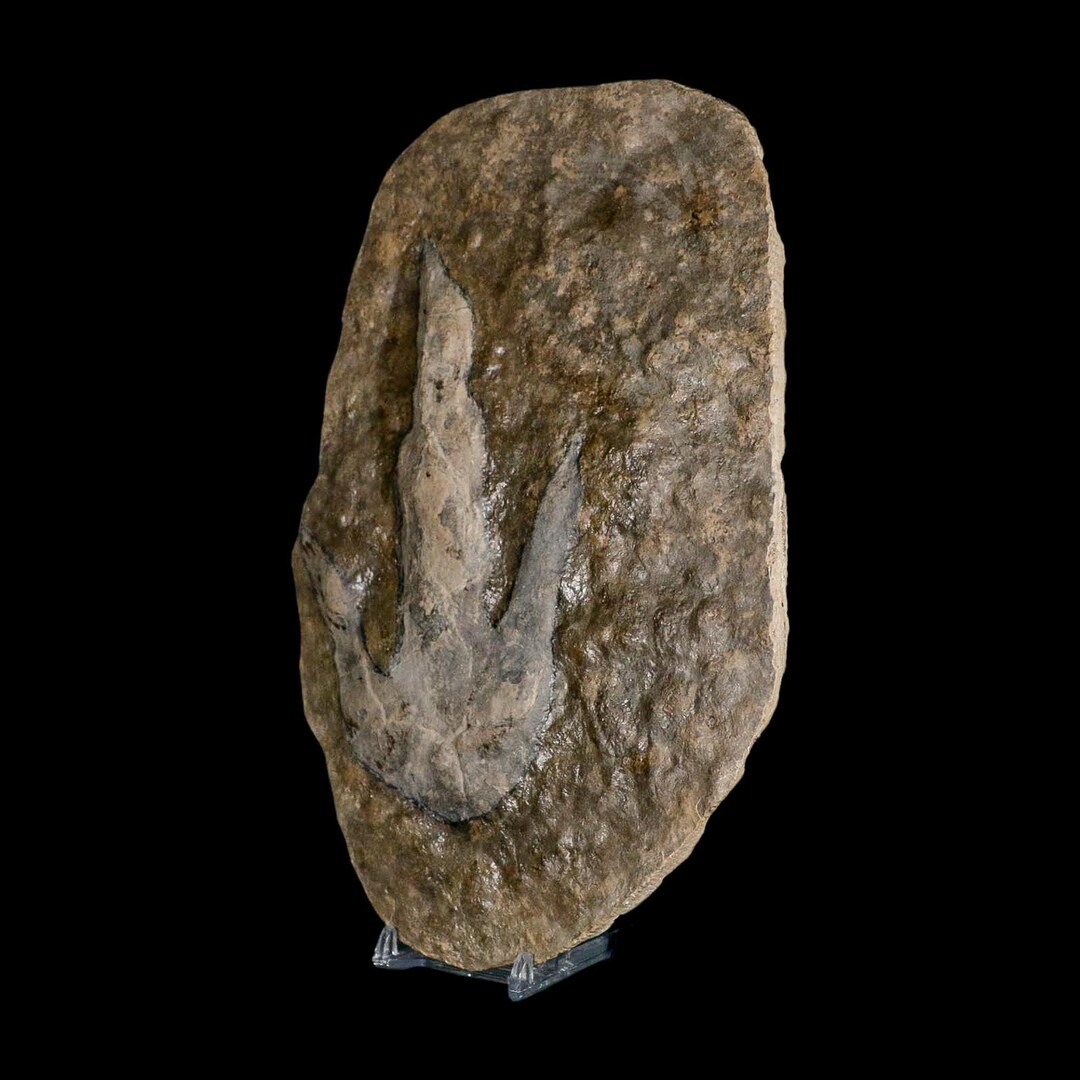 5.6" Grallator Variabilis Dinosaurs Tracks Foot Prints Jurassic Age ...