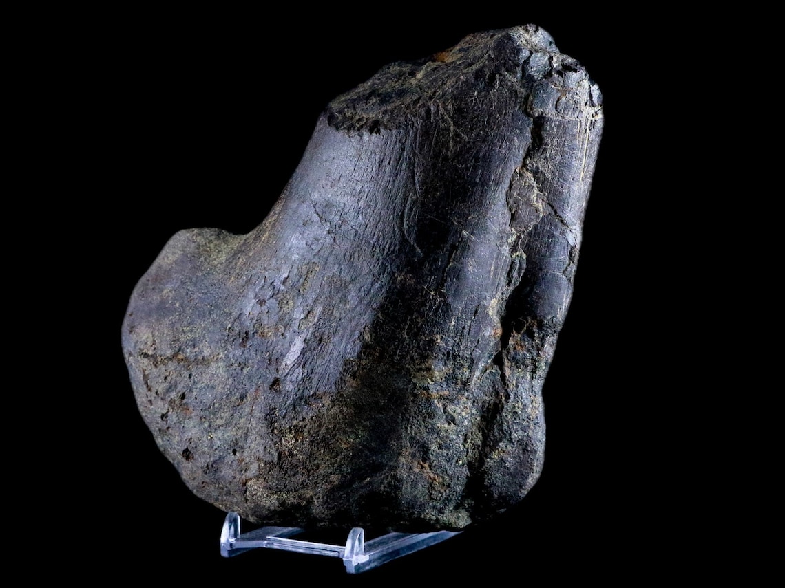 7 Hypacrosaurus Dinosaur Fossil Femur Bone Two Medicine | Etsy