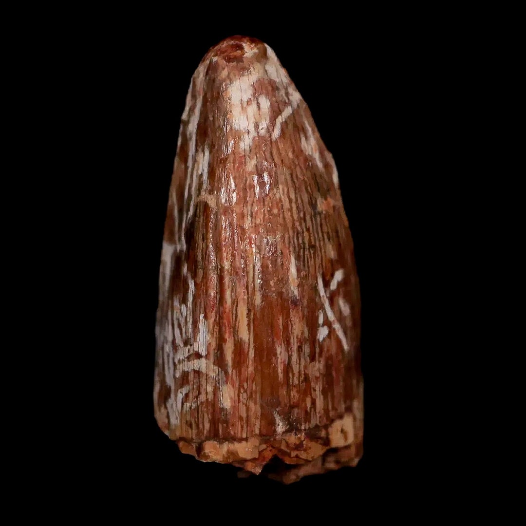 1" Phytosaur Fossil Tooth Triassic Age Archosaur Redonda Formation New ...